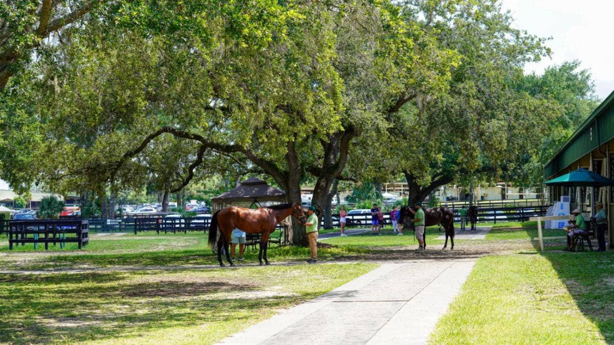 OBS June catalog now online