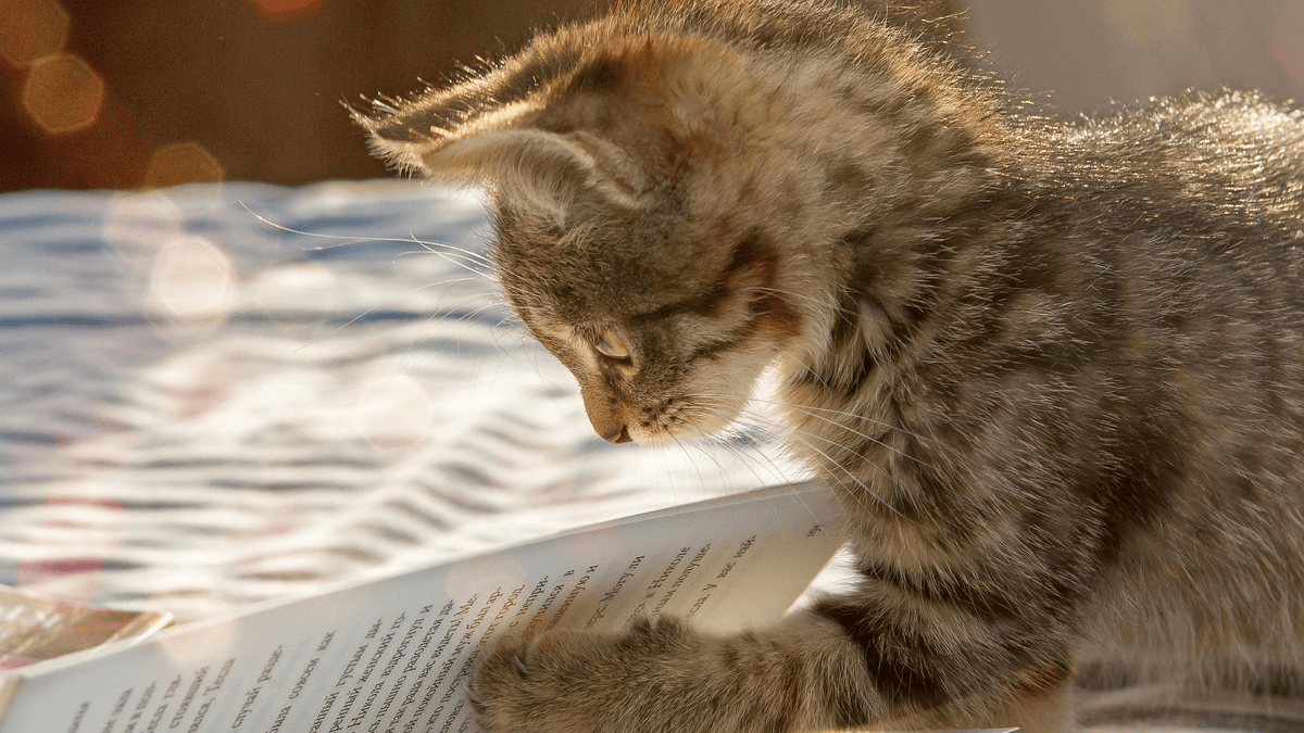 10 feline habits that seem strange, but usually have a simple ...