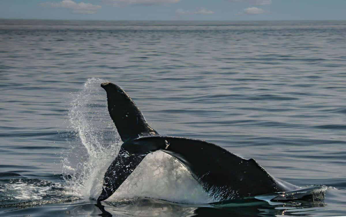 10 water animals that symbolize deep emotions
