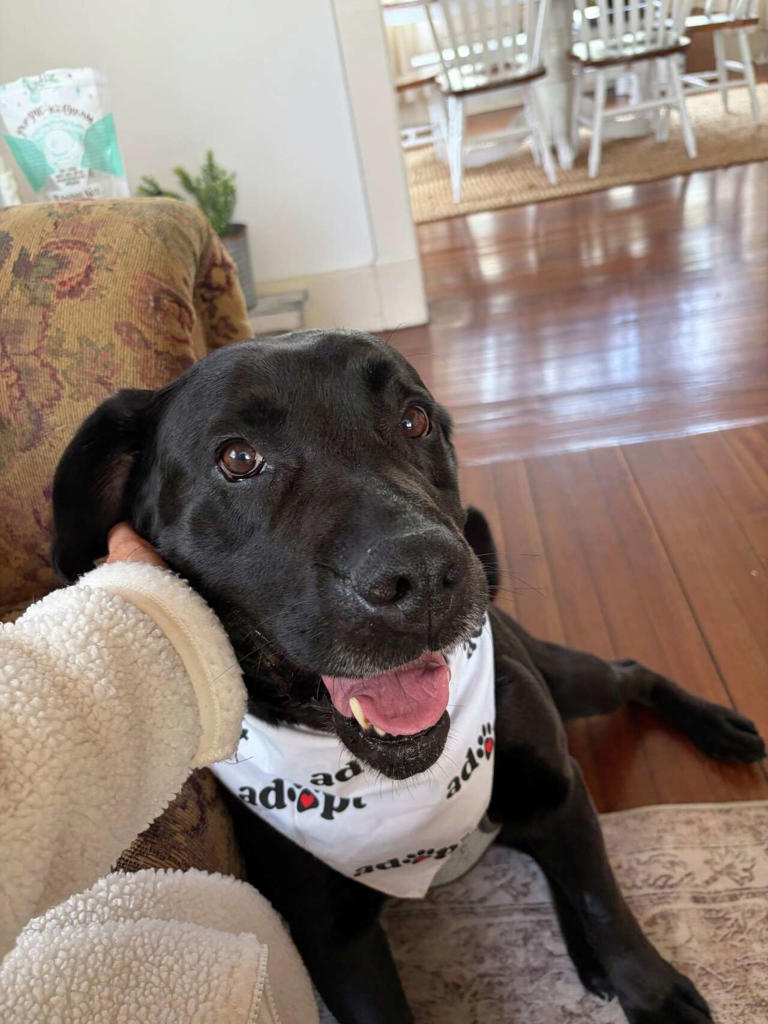 Fulton County animal shelter has candidates to foster dog dying from cancer