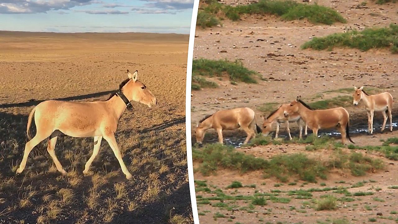 Wild horses return to eastern Mongolia after 65 years