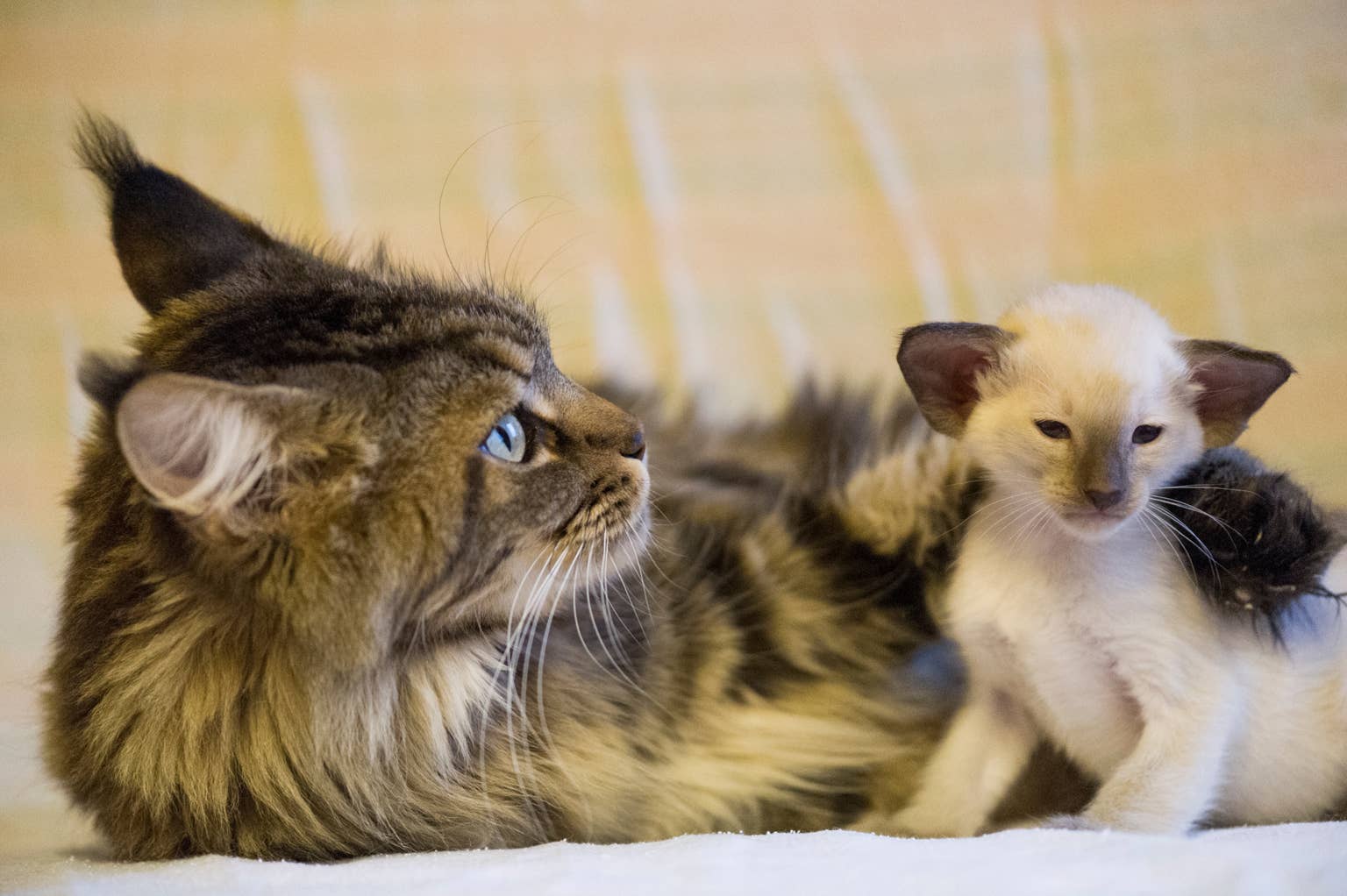 Maine coon mom 'scolds' her kitten with one quick move—and it’s hard to ...