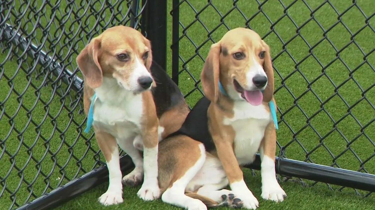 Over 200 beagles rescued from research facility arrive at Big Dog Ranch ...