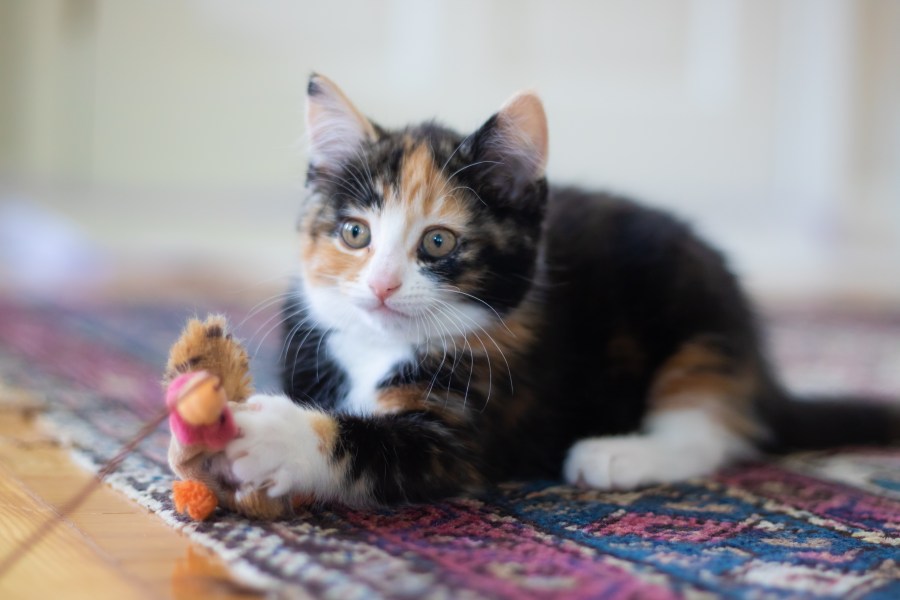 Tazewell County Animal Shelter announces 'Stay and Play' with shelter cats