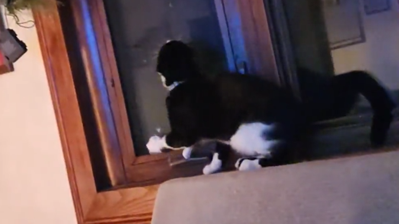 Cat zoomies end with a damaged window screen