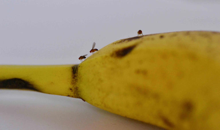 How to get rid of gnats in your house and keep them from coming back