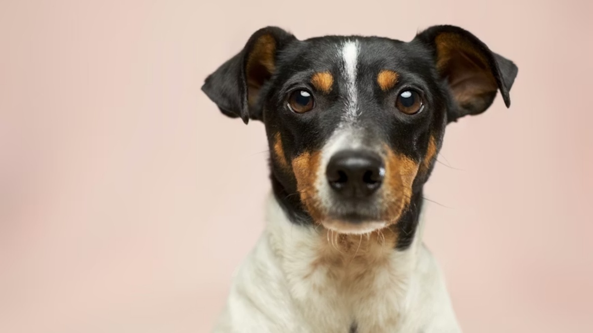 Is your dog acting differently? These signs could indicate autism ...