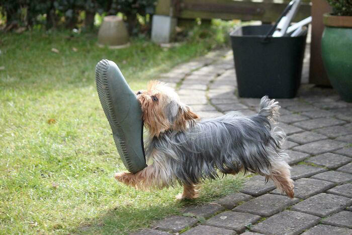59 times people managed to capture their pets in the middle of a heist