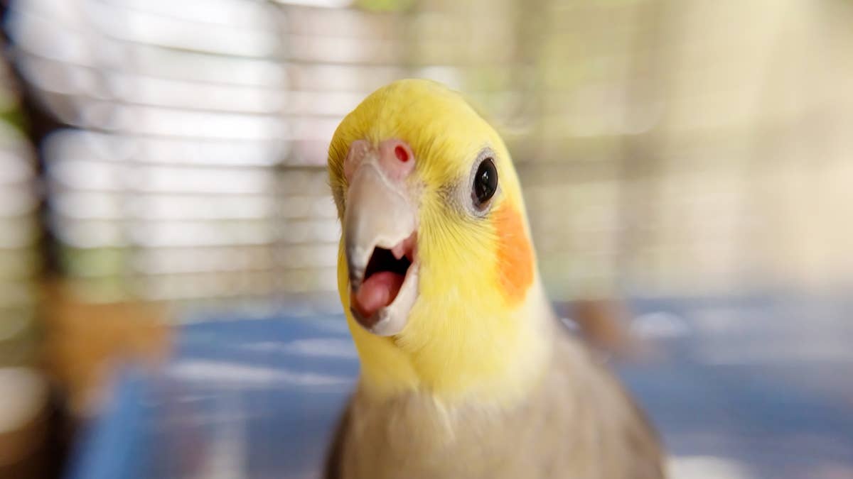 Cockatiel whistling an opera tune could break every glass in the house