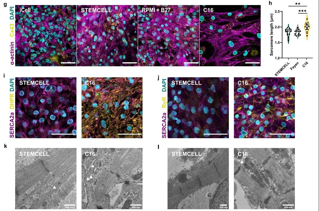 Optimized formula helps lab-grown heart cells act more like adult tissue