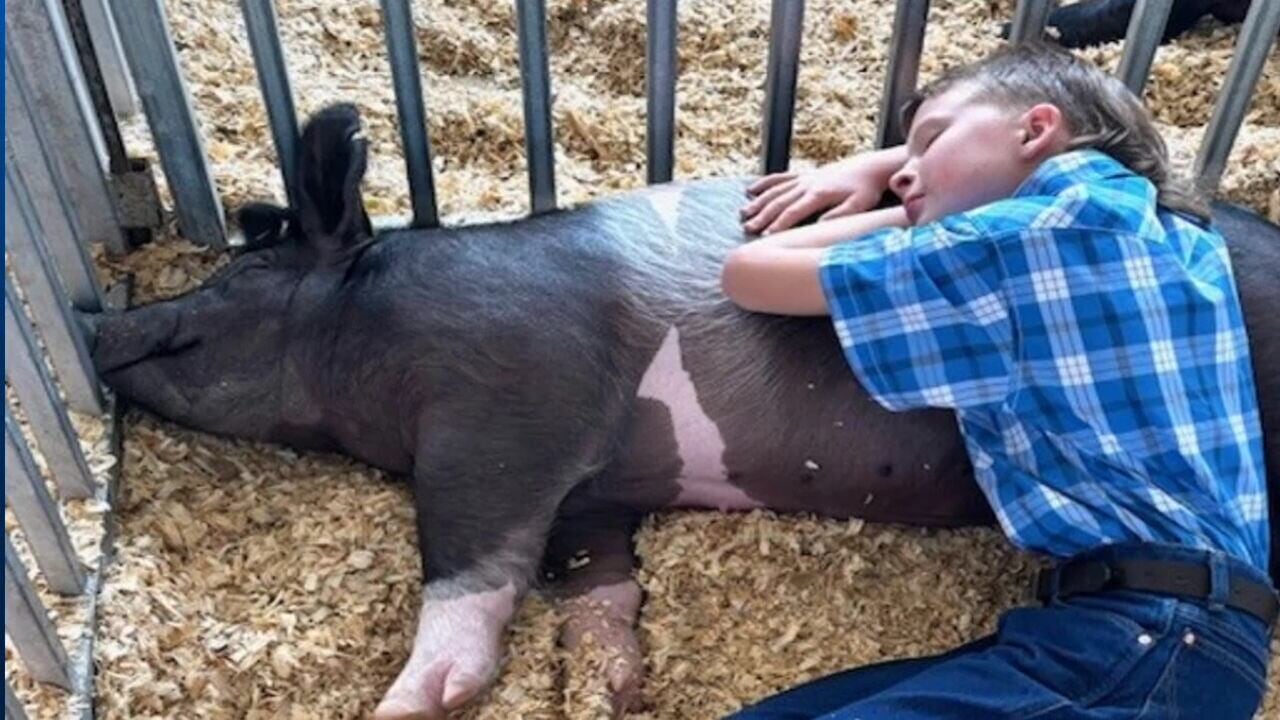 'Why would you do this?' Boy mourns therapy pig killed by neighbors in ...