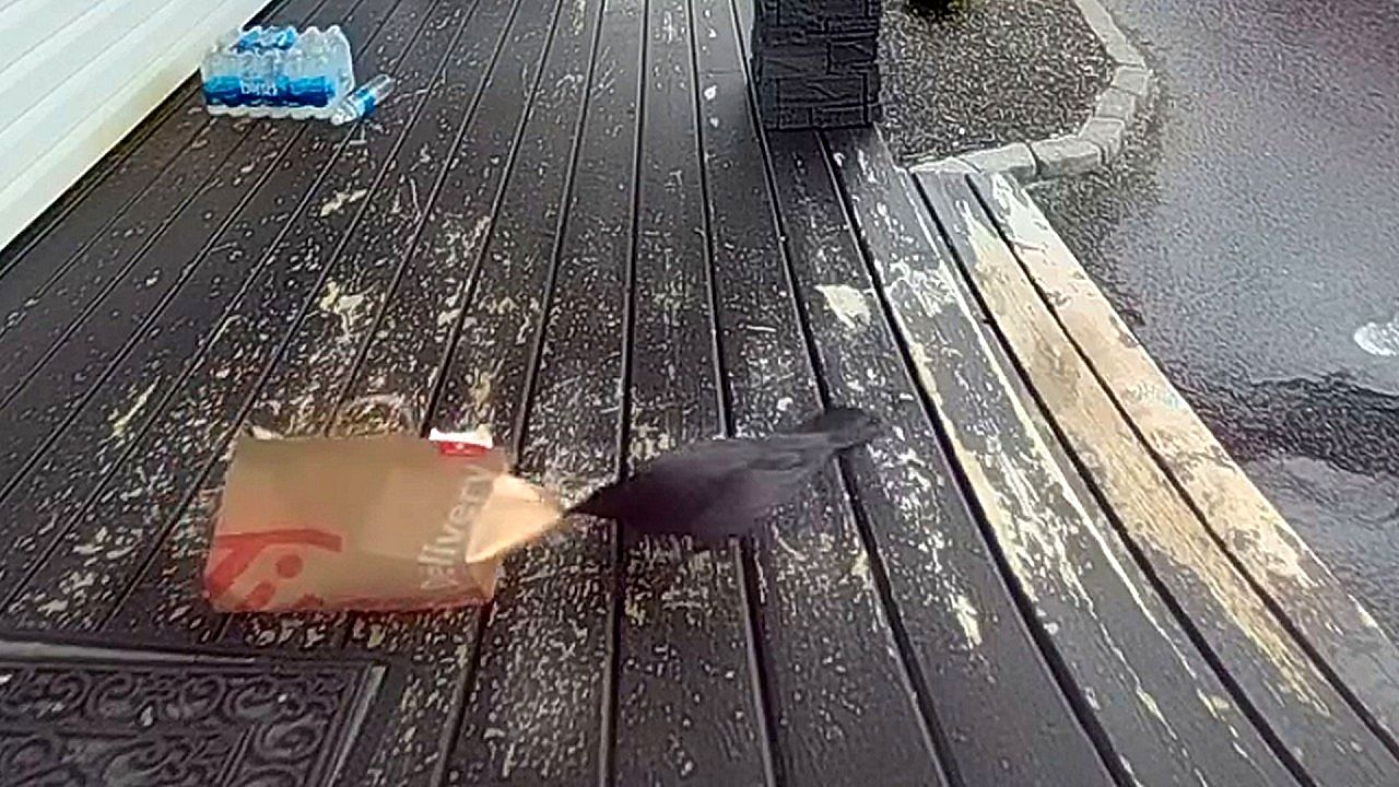 Unexpected visitor ruins doorstep delivery in a surprising way