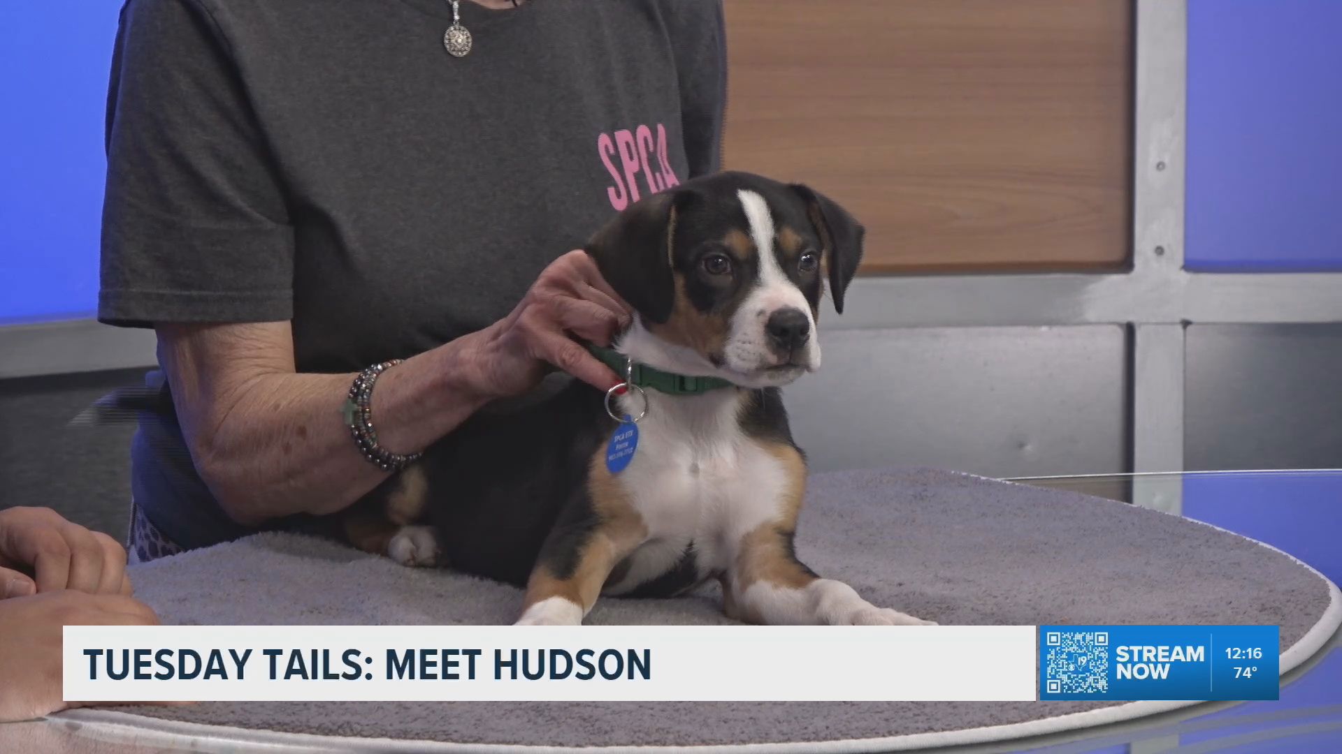 Tuesday tails: Meet Hudson from the SPCA of East Texas