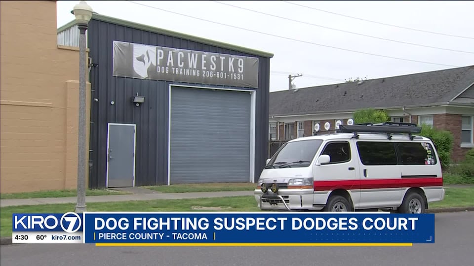 Video: Dog fighting suspect dodges court