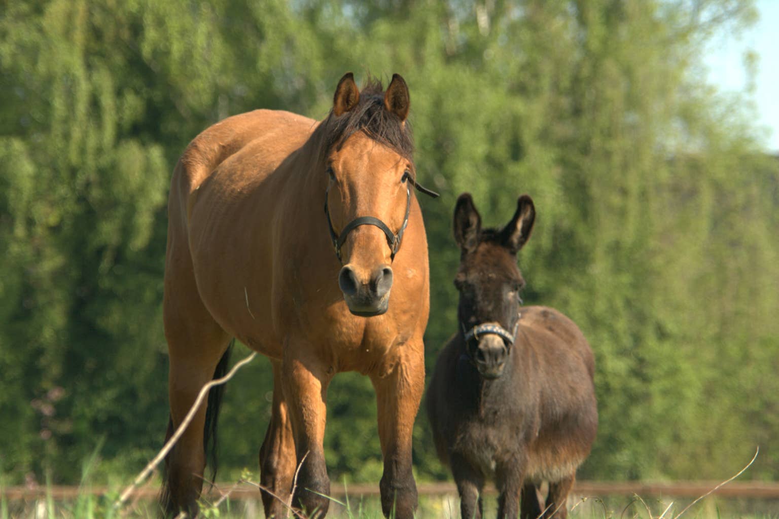 This horse is convinced tiny new donkey is 'his baby'—even skipping ...