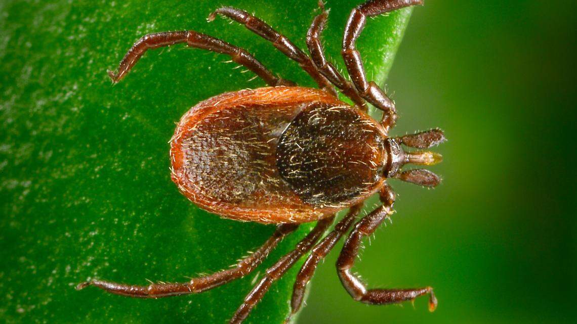 Hospital visits for tick bites spike in United States. What to know ...