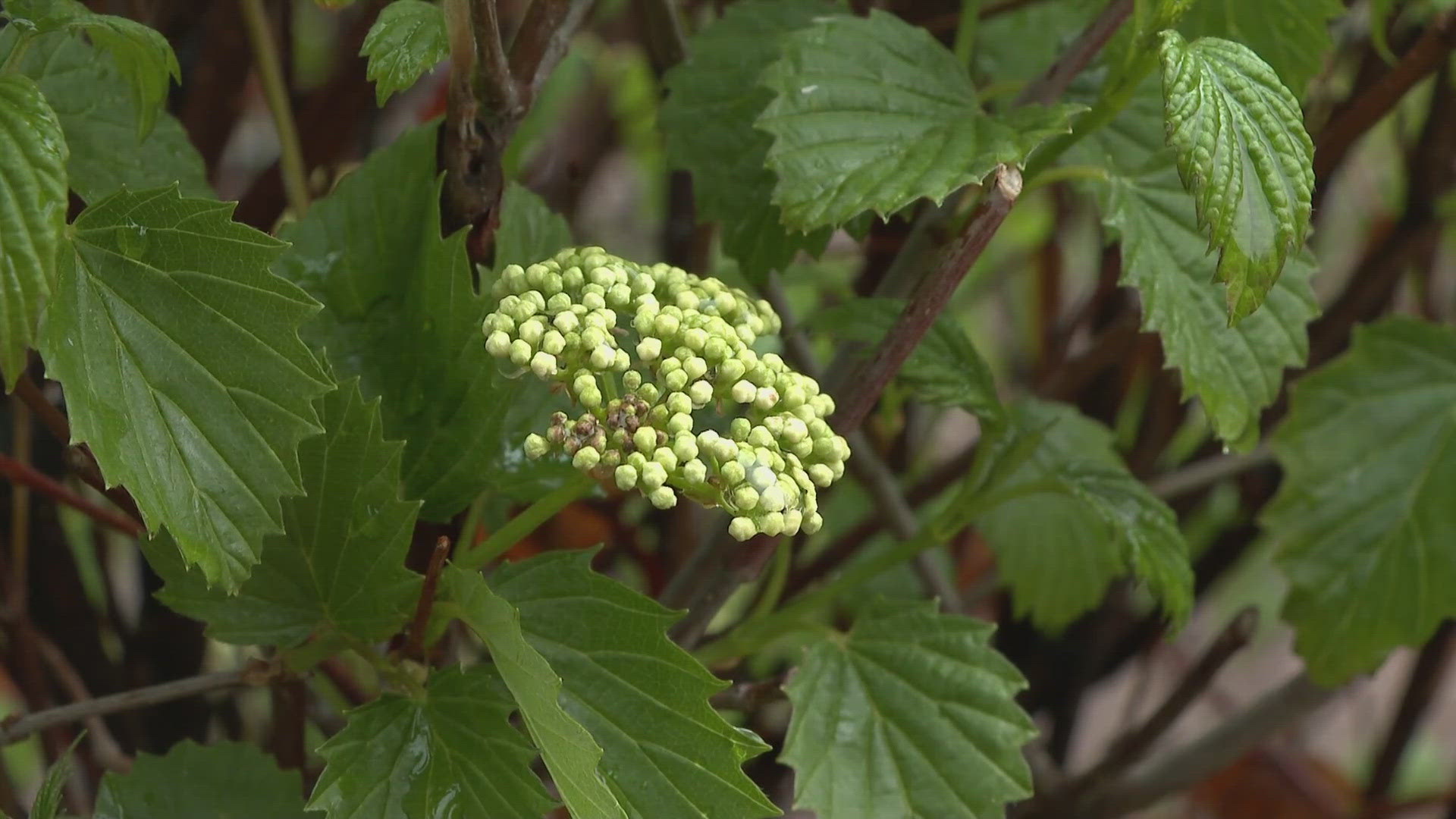 Good or bad: How will the incoming storm impact plants, trees?