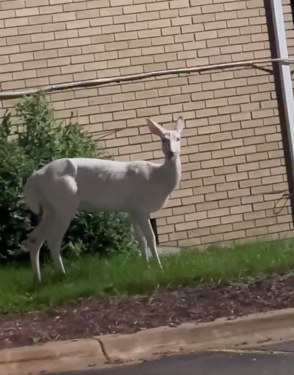 Farmington Hills' beloved all-white albino deer struck, killed by car