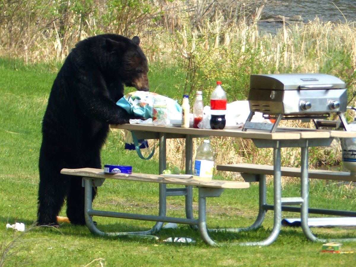 Bears of Elk Island returning to traditional haunts, public warned to ...