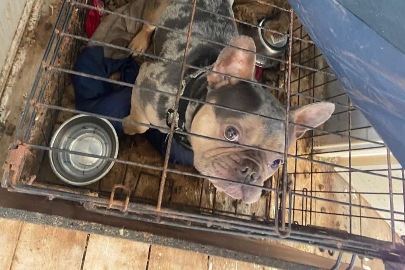 Dog found dead in 'filthy' cage as owner handed suspended sentence