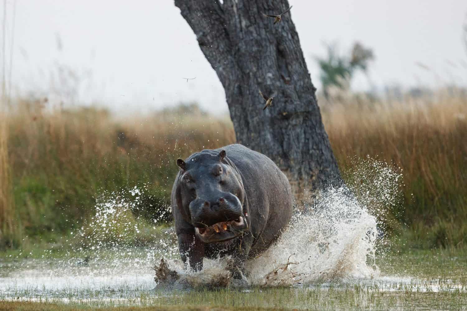 6 notable figures killed in wild animal attacks