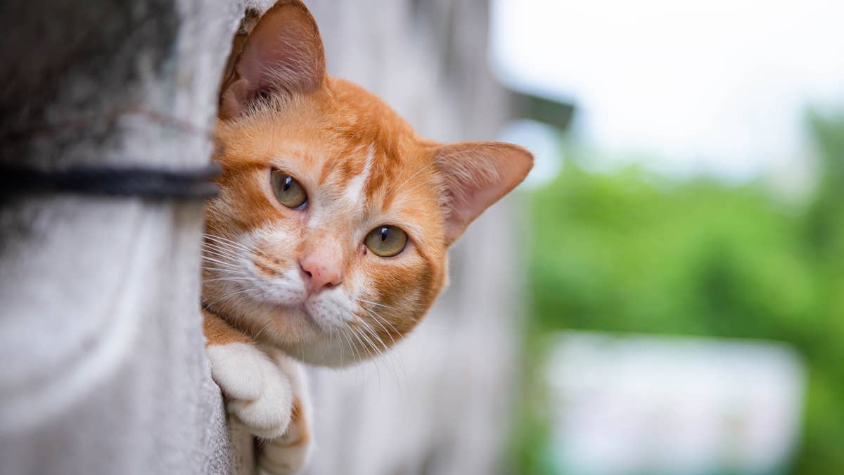 Man shows not-so-handy trick to find your cats