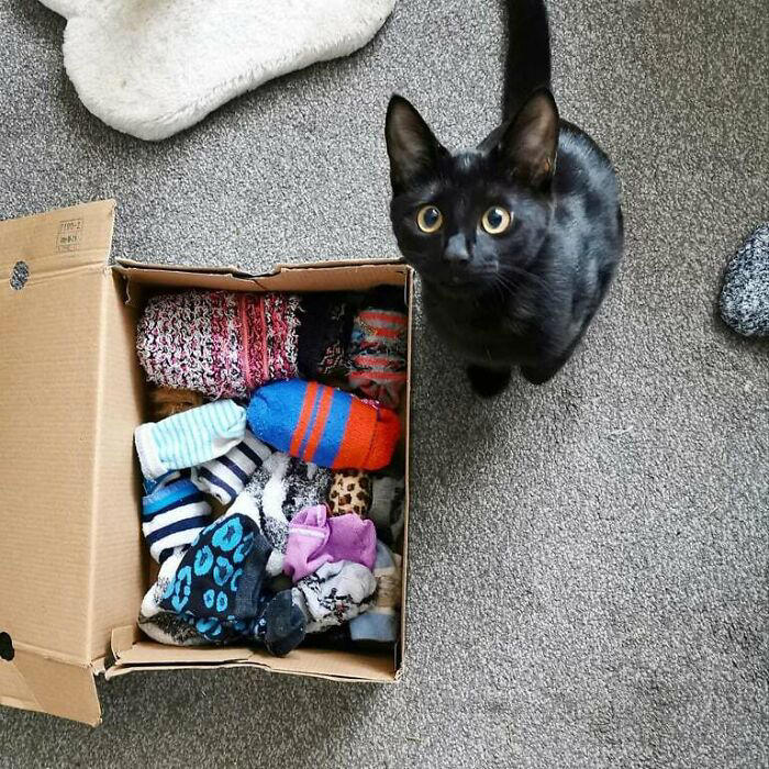 59 times people managed to capture their pets in the middle of a heist