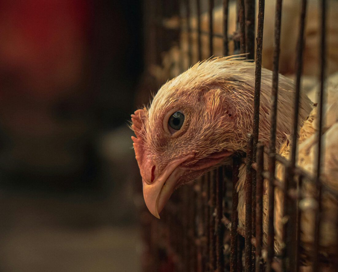 Veehouderij is leed, zo simpel is het