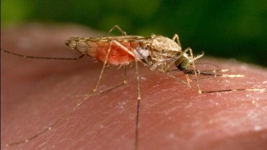 Delhi: Erratic rain, rising temperatures drive spike in dengue cases ...