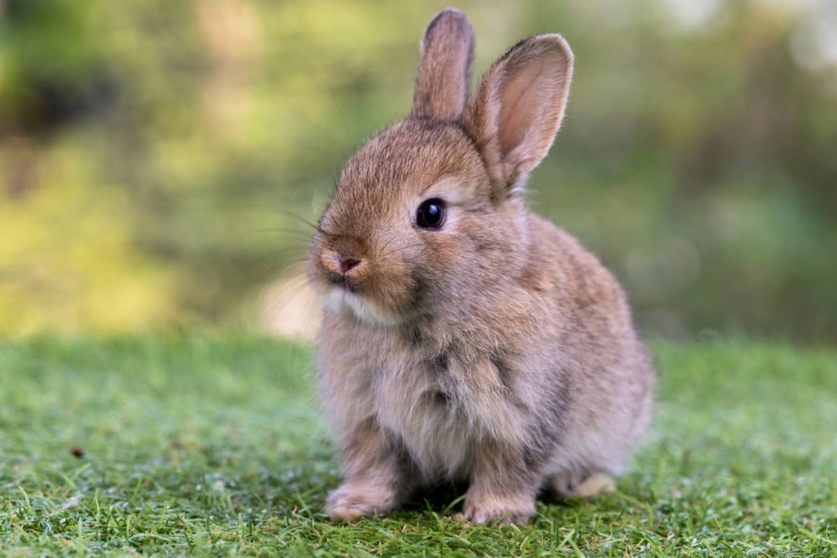 Golden retriever's adorable habit: Bringing baby bunnies home to play