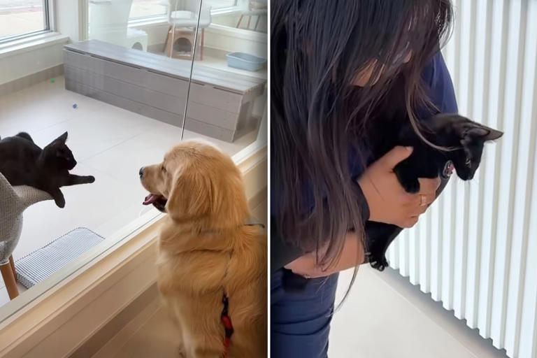 Dog stops at same window every day – and the reason why is too cute for ...
