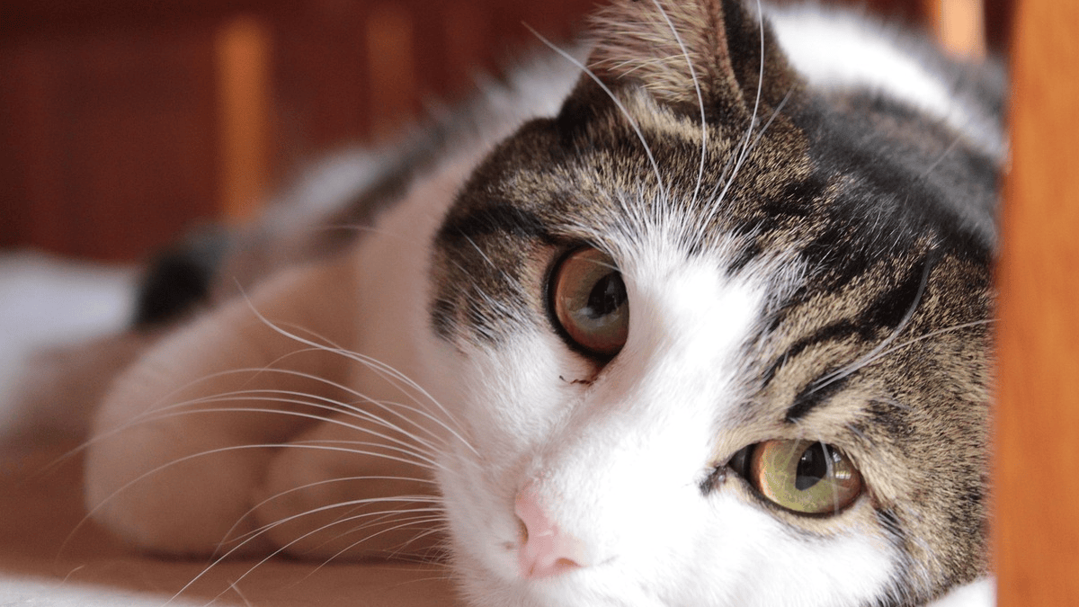 10 feline habits that seem strange, but usually have a simple ...
