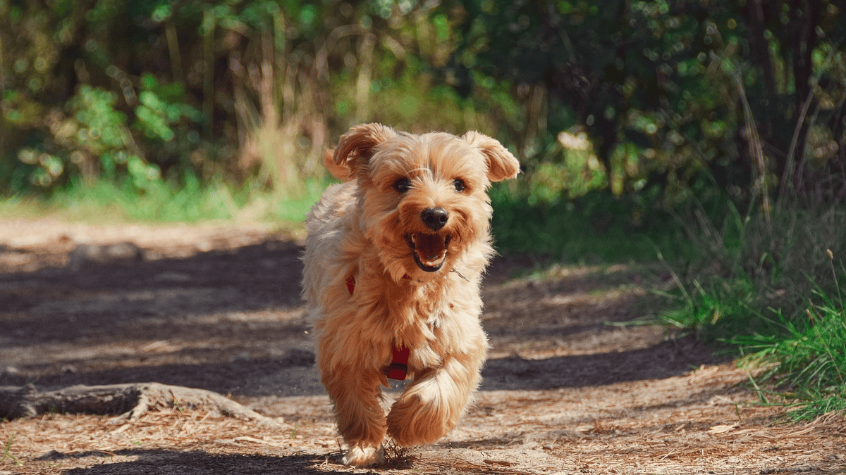 12 behaviors that show your dog may understand your emotions deeply