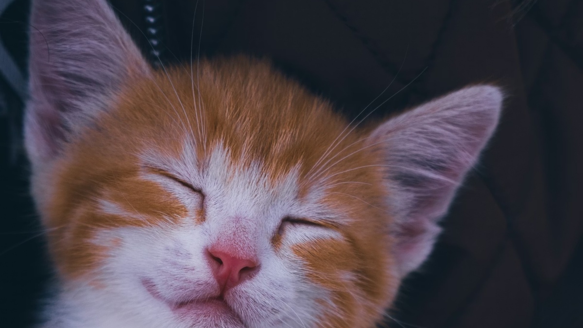 How old is your cat in human years? We'll explain