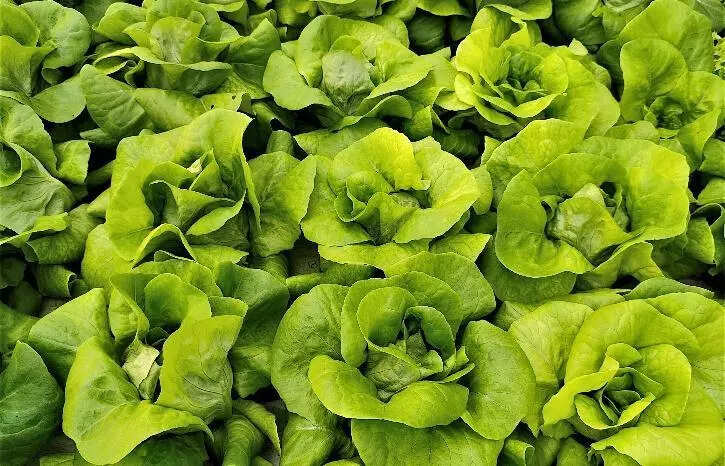 Govt backs organic farming, warns against chemical produce