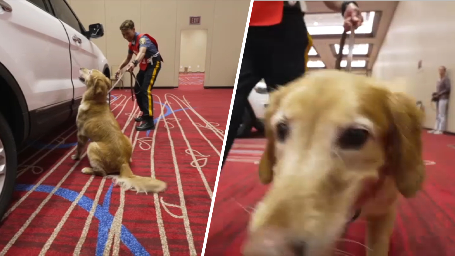 Police from across country compete in ‘Super Bowl of K-9s’ in Atlantic City
