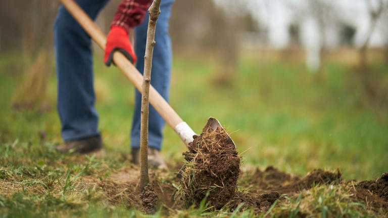 If you plant one small tree this year, it needs to be this stunning ...