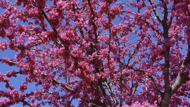 If you plant one small tree this year, it needs to be this stunning ...