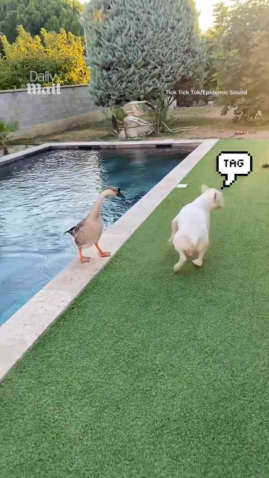 Goose and bull terrier form unlikely animal friendship