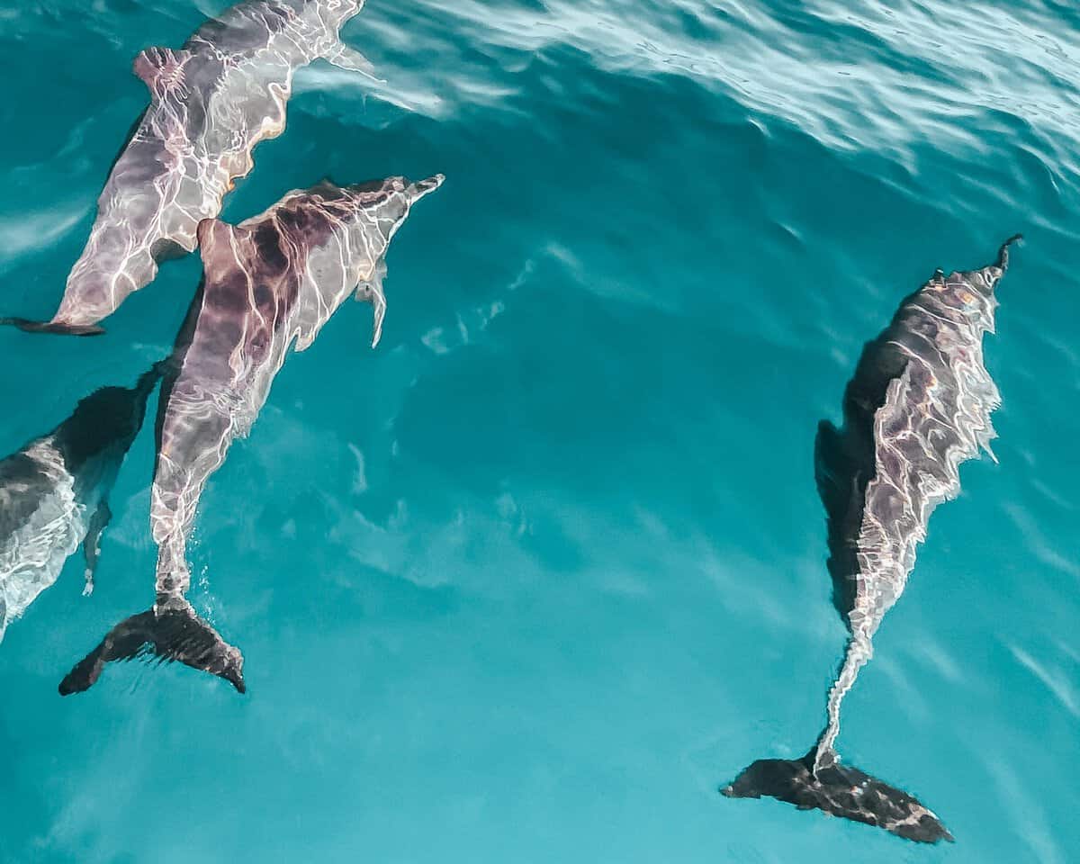 10 water animals that symbolize deep emotions