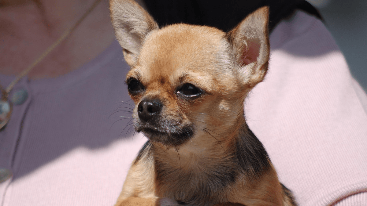 If your dog does these 9 things, it could see you as its emotional anchor