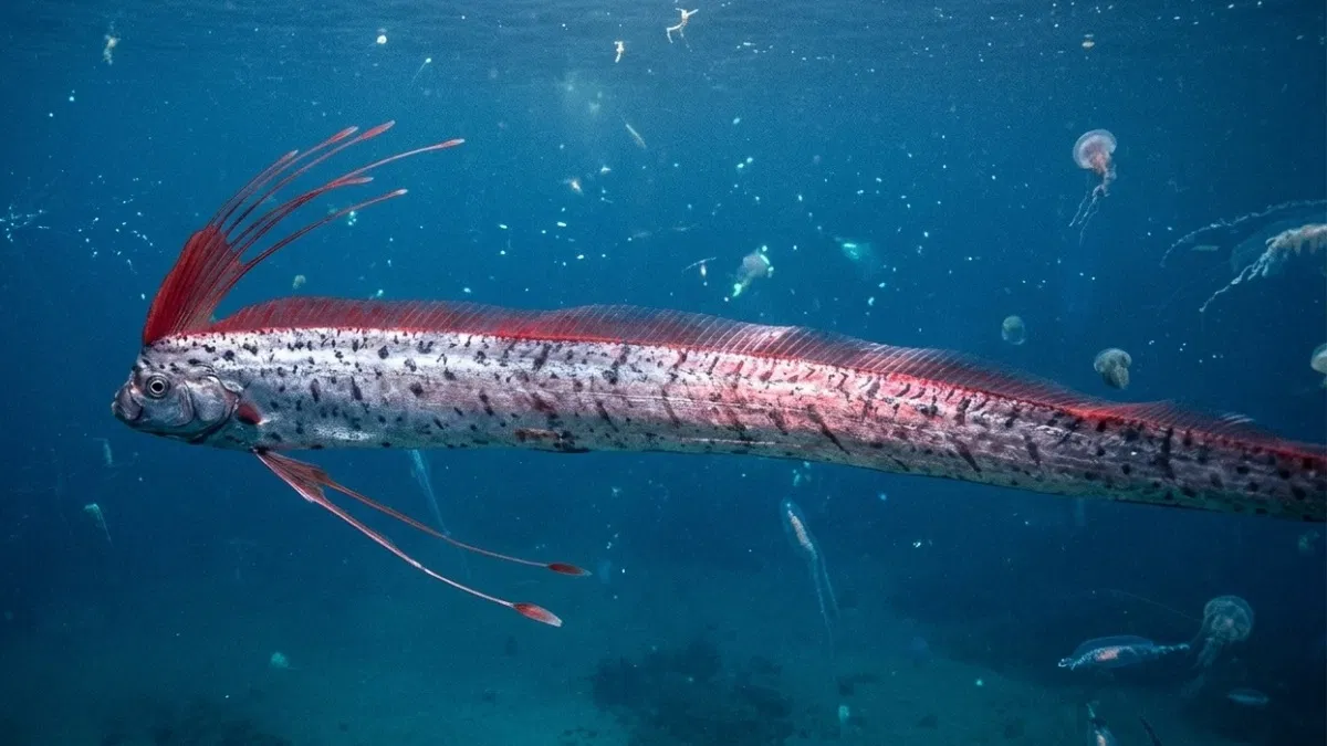 9 peces abisales más extraños que parecen de otro planeta