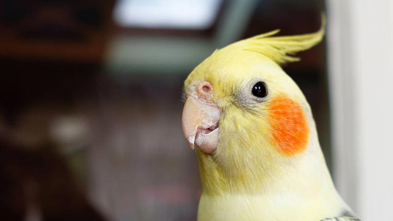 Cockatiel whistling an opera tune could break every glass in the house