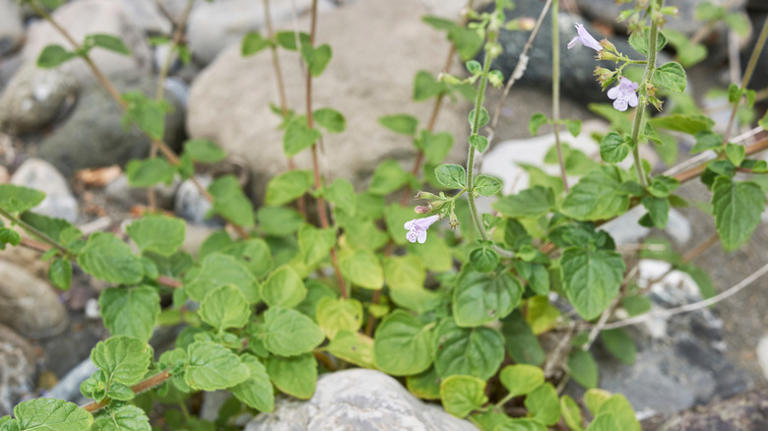 The lesser-known Italian herb that adds flavors of basil, mint, and ...
