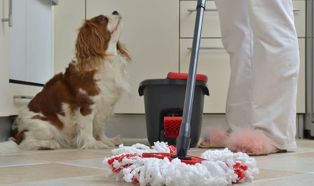 Veterinarians reveal the 8 riskiest cleaning products for pets at home