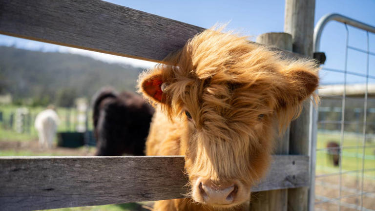 This mom's farm morning routine is the ultimate dream life