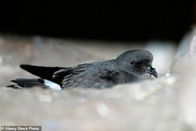 Mousa trap required as rogue rat threatens island's bird population