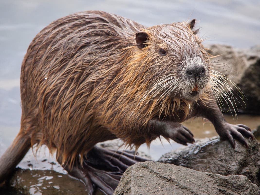 Beaver that bit Bergen County boy has fatal virus, officials warn