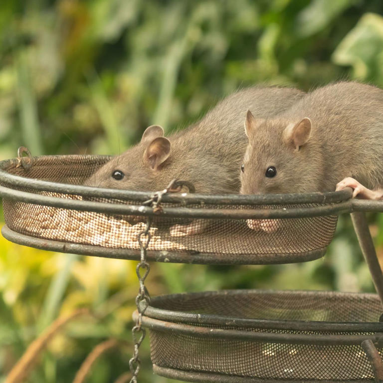 This Common Bird Feeder Mistake Will Bring Rats to Your Yard – But ...