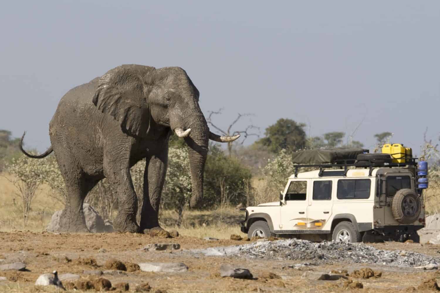 6 notable figures killed in wild animal attacks